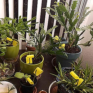 Fly Fruit Indoor Sticky Gnat Stakes Trap 50PCS Patio & Garden 2 Way Glue Broad