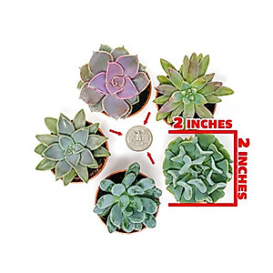 Succulents Plants Live (6PK) Potted Succulent Plants Live House Plants, Cactus Plants Live Plants Indoor Plants Live Houseplants, Indoor Plant Succulents Live Plant House Plant by Plants for Pets