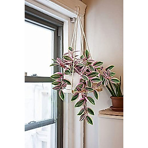 GnFlus Fake Plants, 20 Inch Artificial Peperomia Watermelon Plant Faux Greenery Potted Vine in Ceramic Pot for Home Bedroom Office Table Shef Indoor Outdoor Decor - Style 1