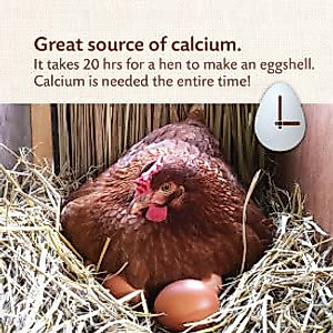 Manna Pro Crushed Oyster Shell | Egg Laying Chickens | 5 LB (4-Pack)