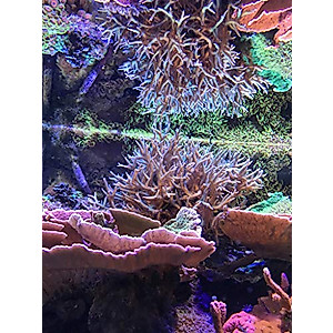 Seachem Vibrant Sea - Highly Concentrated Synthetic Sea Salt 220 Gallons, 220 gallon/833 L