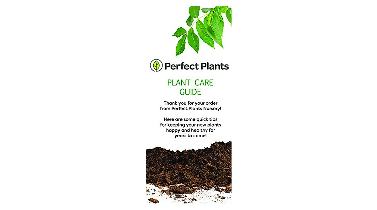 PERFECT PLANTS Dorsett Apple Tree Live Plant, 4-5', Includes Care Guide ...