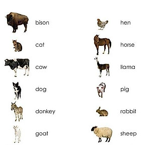 Adult Farm Animals: Matching Cards