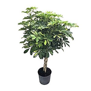 Umbrella Tree - 'Gold Capella' Live Braided Schefflera Arboricola - Florist Quality - Beautiful Indoor Tree - 3 Feet Tall