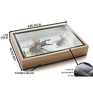 TAXIBUGS Real Beetle Display Taxidermy Odontolabis Elegans Insect Bug Entomology Box Wood Framed (Male & Female) (Wooden Box)