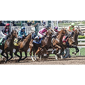 DOUBLE ACTION (Cooling and Warming Effect) Liniment Gel for Sore Muscles and Joints made with Camphor and Menthol for Horses. Effective Post Workout Recovery and Pre-Workout Leg and Spinal Care Rub