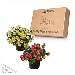 Live Flowering Lantana - Color Mix (2 Plants Per Pack) - Grower's Choice Multi Color Blooms, Healthy Blooming Pollinator, 8" Tall by 5" Wide in 1 Qt Pot