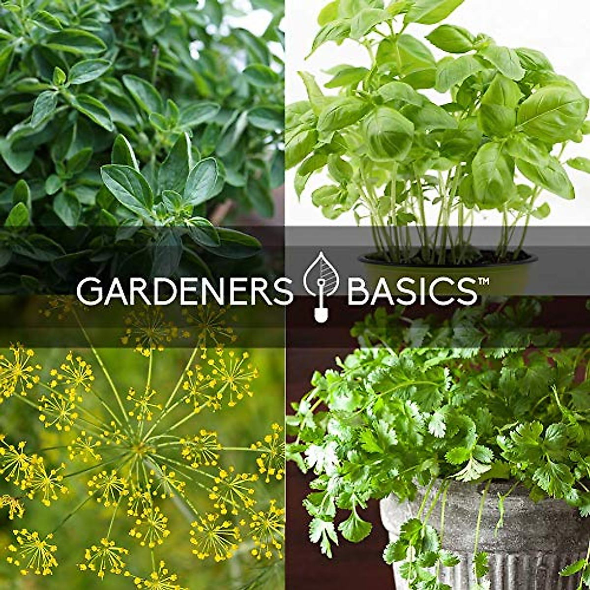 15 Herb Seeds For Planting Varieties Heirloom Non-GMO 5200+ Seeds Indoors, Hydroponics, Outdoors - Basil, Catnip, Chive, Cilantro, Oregano, Parsley, Peppermint, Rosemary and More By Gardeners Basics