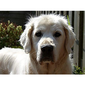 MY LUCKY PETS LLC Dog Coat Health - Dog Healthy Hair and Coat - Shinny Coat - Skin Health - Immune Support - Nail Health - Vitamin c for Dogs Pills - 120 Treats (2 Bottles)