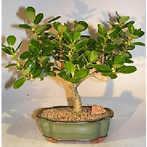Bonsai Boy's Green Island Ficus Bonsai Tree ficus microcarpa