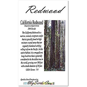 Cedar, Dogwood, Pine, Redwood, Spruce, Tree Seed by MySeeds.Co, You Choose The Color n Quantity (1 Pack, California Redwood - Big Pack)