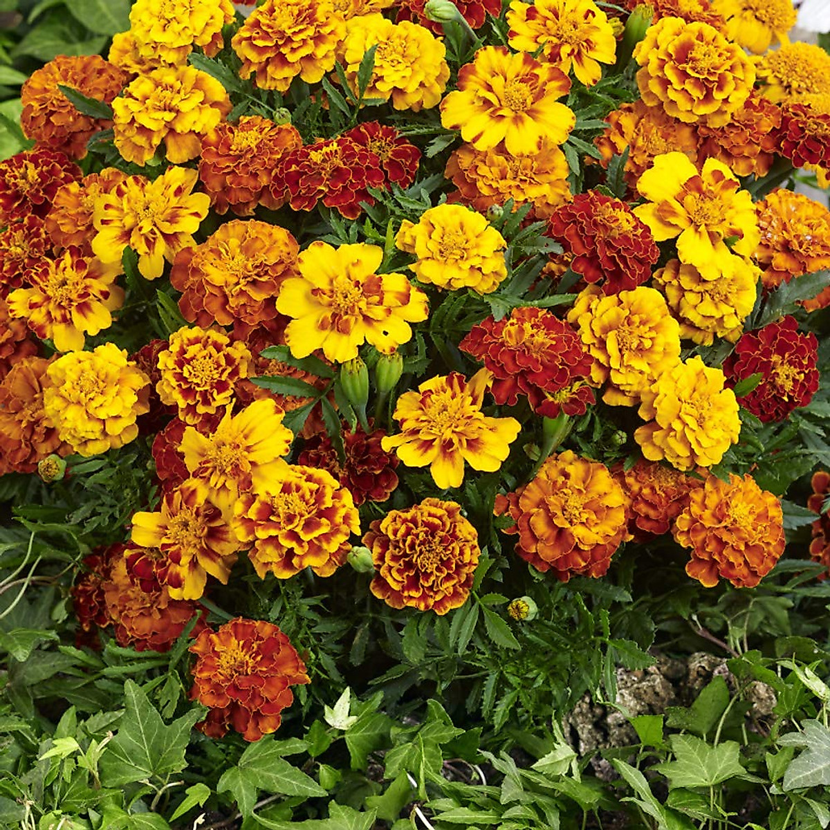Outsidepride Tagetes Patula French Marigold Garden Flower Seed Mix - 1000 Seeds
