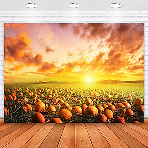 Avezano Fall Pumpkin Patch Backdrop Sunlight Pumpkin Pasture Background Harvest Autumn Thanksgiving Baby Shower Bday Party Portrait Studio Photobooth Props 7x5 ft, 83x59 inch