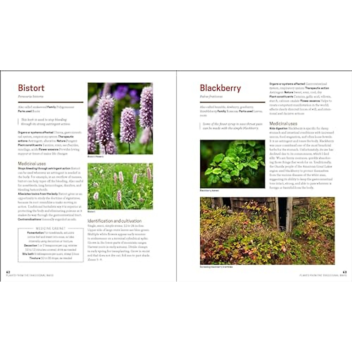 The Herbal Apothecary: 100 Medicinal Herbs and How to Use Them