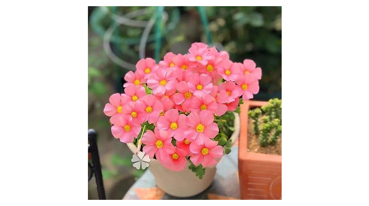 Oxalis Iron Rubra Bulbs: Easy Good Luck Plant for Indoors/Outdoors