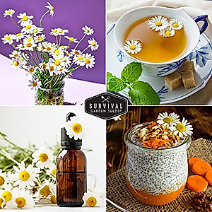 Survival Garden Seeds - Roman Chamomile Seed for Planting - Packet with Instructions to Plant and Grow Calming Medicinal Herbs in Your Home Vegetable Garden - Non-GMO Heirloom Variety