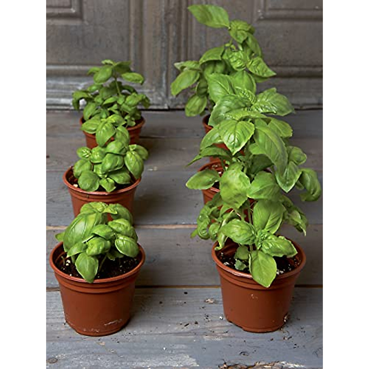 Gardeners Supply Company SuperRoot Booster Seed Starter Mix | Promotes Strong Roots & Boost Plant Growth | High Nutrients Plant Food for Seed Starting Trays and Planters - 9 Quarts