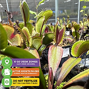 Venus Fly Trap Bundle - Akai Ryu (Red Dragon), King Henry, Dente & Original Carnivorous Plants by Wellspring Gardens - Indoor Starter Live Plants - Unique & Rare Fly Traps - Ideal for Halloween Decor