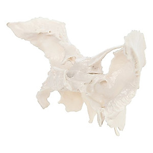 Axis Scientific Human Sphenoid Bone Model | Cast from a Real Human Sphenoid Bone Specimen | Life Size Replica Details All Fissures, Canals, and Processes | Includes Product Manual