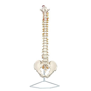 Axis Scientific, 34 Life Size Spine Model with Vertebrae,Nerves,Arteries, Lumbar Column,Male Pelvis - Human Anatomy Model for Education & Study - Includes Stand/Product Manual - Plastic Spine Model