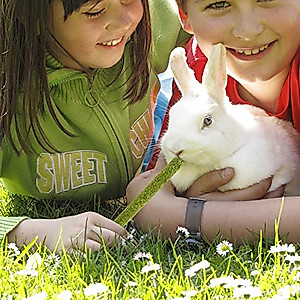 NC Timothy Hay Sticks for Rabbits Guinea Pig Hamsters Chinchilla Bunny Chew Toys for Teeth Treats Accessories