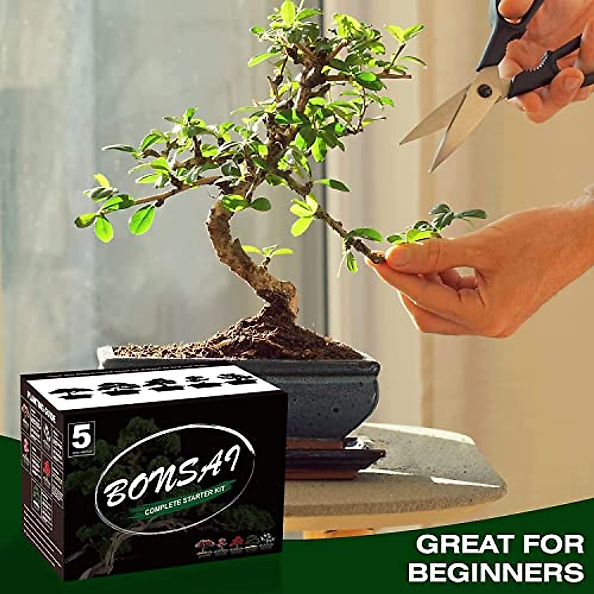 Meekear Bonsai Tree Kit with Complete Plant Growing Tools, Grow in Pot Indoor Bonsai Tree Starter Kit, Home Gardening DIY Gift for Adult (Growing into Acacia, Wisteria, Sakura, Red Maple, Black Pine)