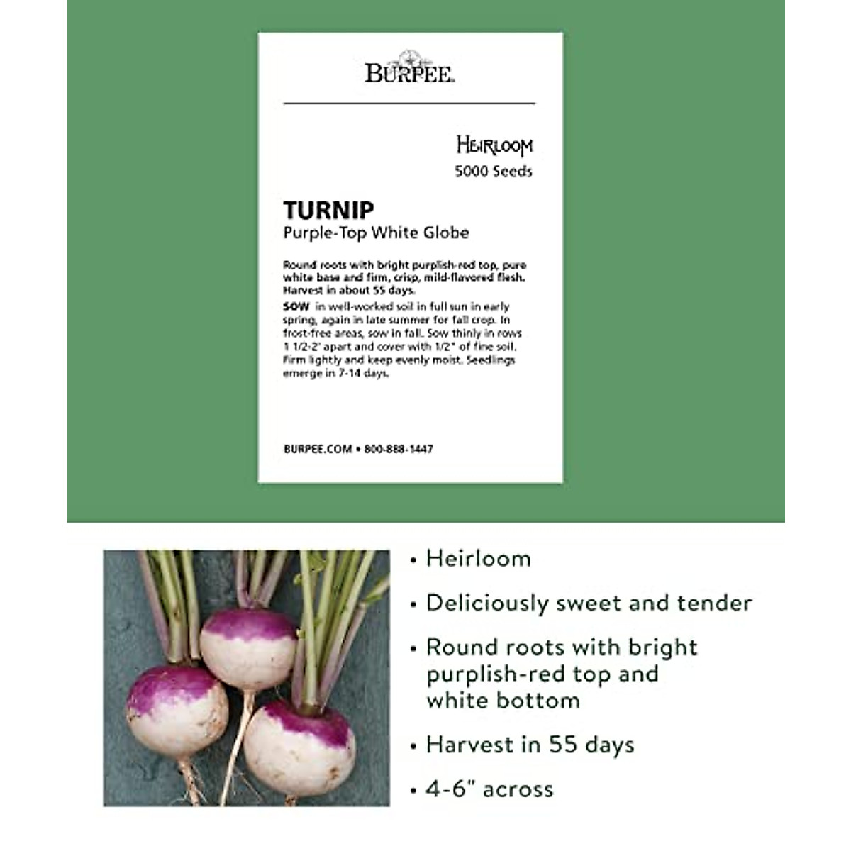 Burpee Purple Top White Globe Turnip Seeds 5000 seeds