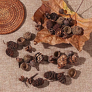 Queenbox 20Pcs Natural Dried Acorn Cap Craft DIY, Home Christmas Thanksgiving Decorative Fall Winter Holiday Home Decor