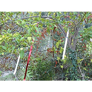 Bird B Gone MMFT-050 Flash Tape Bird Deterrent 1" x 50 ', Pack of 1