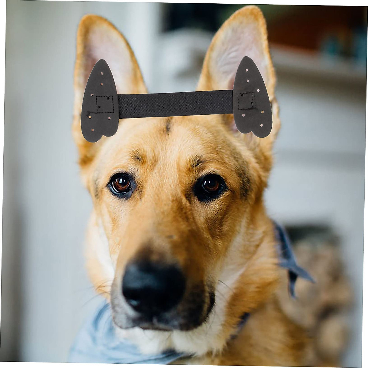 ORFOFE 1Set Dog Ear Tape for Puppy Ear Support Standing Tape for Dog Ears Pet Accessory for Puppies for Ear Molding and Erecting Ears