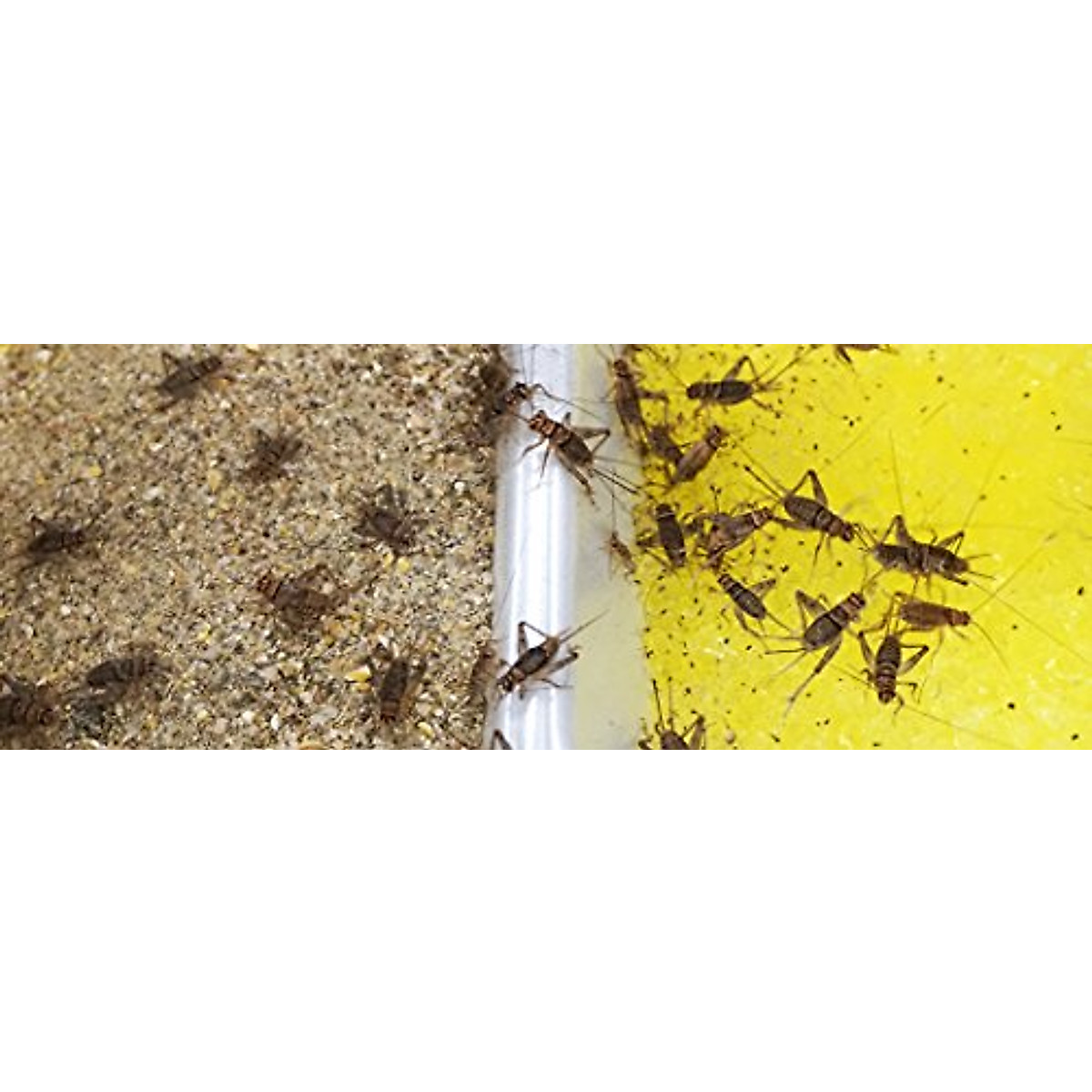 Josh's Frogs Calci-mMm Insect Gutloading Gel with Calcium (1 Gallon)