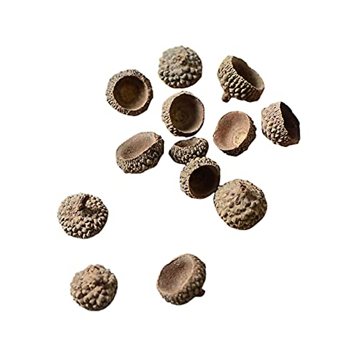DYNWAVE 200Pcs Natural Acorns Caps Decorative for Craft Vase Fillers Home Garland Autumn Embellishments Ornaments