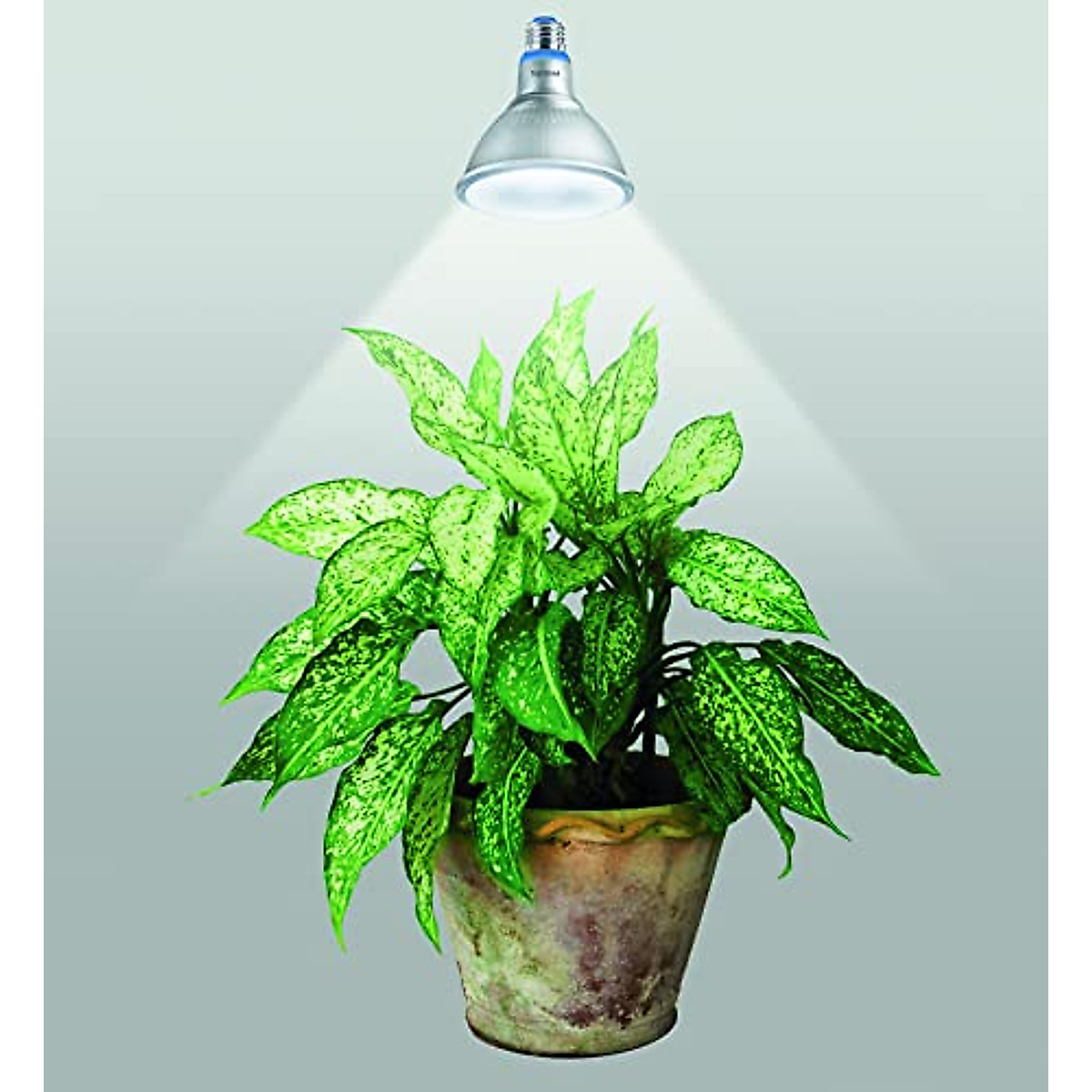 Philips LED Plant Grow Light Bulb PAR38, Non-Dimmable, EyeComfort Technology, 1325 Lumen, Daylight (5000K), 15.5W=120W, E26 Base, Title 20 Certified, (576462) 4-Pack