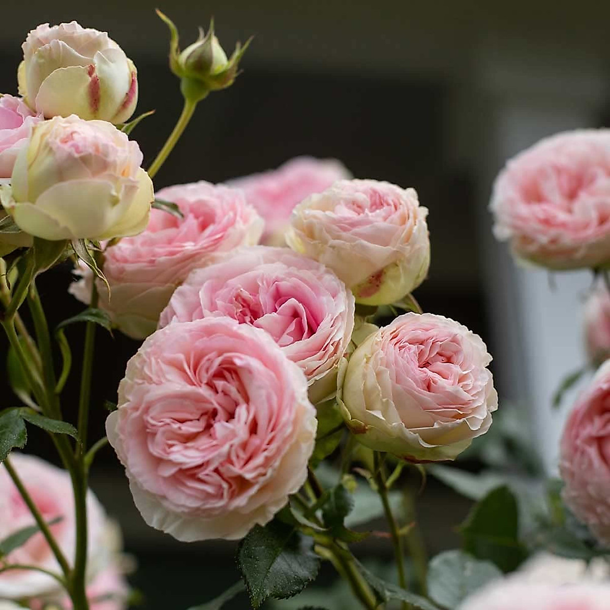 CHUXAY GARDEN Pink and White Rose Seed 200 Seeds Heirloom Eden Roses Rose Bush Highly Fragrant Perennial Ornament Flower Eye-catching Decoration