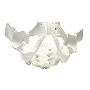 Male Pelvic Skeleton Anatomical Model, Medical Quality, Life Sized (11" x 9" x 5" Approx.)
