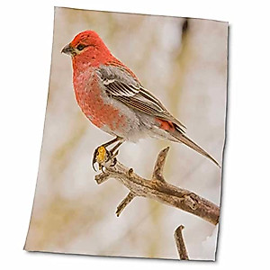 3dRose Colorado, Frisco, pine grosbeak bird - US06 BJA0079 - Jaynes Gallery - Towels (twl-88839-2)