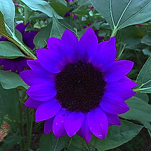 GMNP0di% Sunflower Seeds to Plant Purple Sunflower Seeds Ornamental Plant Home Garden Yard Farm Office Decor Non-GMO Seeds Purple Sunflower Seeds