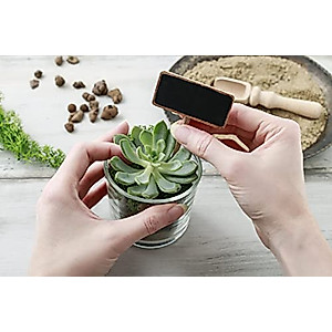 Shop Succulents | Radiant Rosette Collection of Live Succulent Plants, Hand Selected Variety Pack of Mini Succulents | 32-Pack