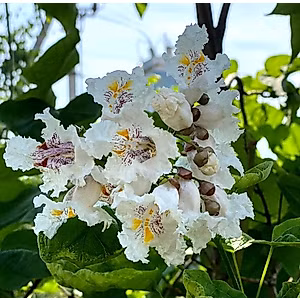 Indian Bean Tee Southern Cigar Tree Catawba Tree Catalpa Bignonioides 10 Seeds
