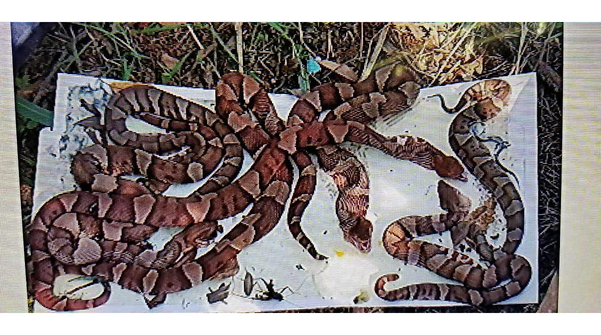 Large Reusable Snake Trap - Durable | Cahaba