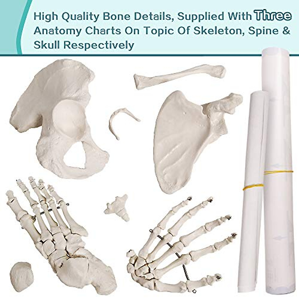 2023 Newest Human Model of Skeleton for Anatomy 67“ High with 200+ Bones Structures,Scientific Disarticulated Human Model of Skeleton Bundle for Anatomy, Full Size Male Skeleton Models with Poster,Skull, Bones, Articulated Hand & Foot