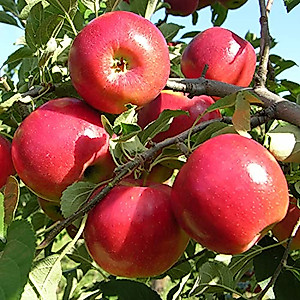 100 Pcs Apple Seeds for Planting