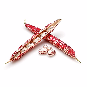 French Horticulture Bean Seeds for Planting, 50+ Heirloom Seeds Per Packet, (Isla's Garden Seeds), Non GMO Seeds, aka. Borlotti Bean, Botanical Name: Phaseolus vulgaris, Great Home Garden Gift