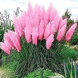 100+ Pcs Mix Pampas Grass Seeds Heirloom Ornamental Grass Seeds Rare Plants Decor Garden