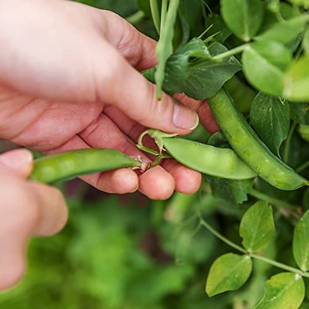 Purely Organic Products Purely Organic Heirloom Snap Pea Seeds (Sugar Daddy) - Approx 90 Seeds