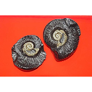 RUDRADIVINE Rudra Divine Natural Shaligram Stone/Shila AAA Quality for Home & Office from Gandaki River Nepal