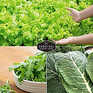 Survival Garden Seeds Greens Collection Seed Vault - Non-GMO Heirloom Seeds - Green Leafy Vegetables - Viroflay Spinach, Arugula, Lacinato Kale, Green Salad Bowl Lettuce & Rainbow Swiss Chard