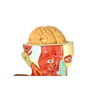 Wellden Product Anatomical Human Muscular Figure Model, 27-part, 1/2 Life Size, Numbered