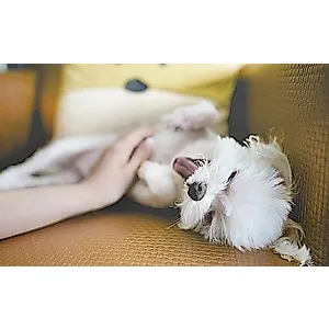 pet Digestive - Advanced Formula - Digestive AID - PET PROBIOTICS - for Dogs - Dog Supplement - 2 Bottle (120 Chewable Tablets)