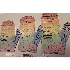 Handy Brain Model B-1.2 (adult medium)